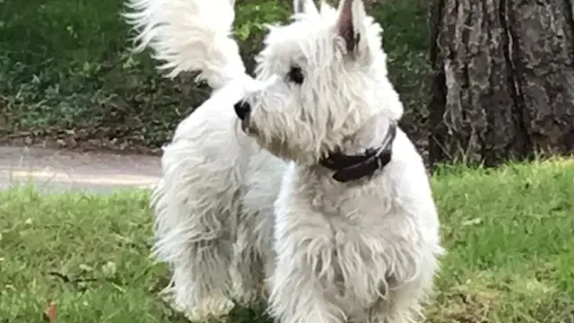 A LibDem Perspective - Justice and The Pet Abduction Act 2024 - Bexhill ...